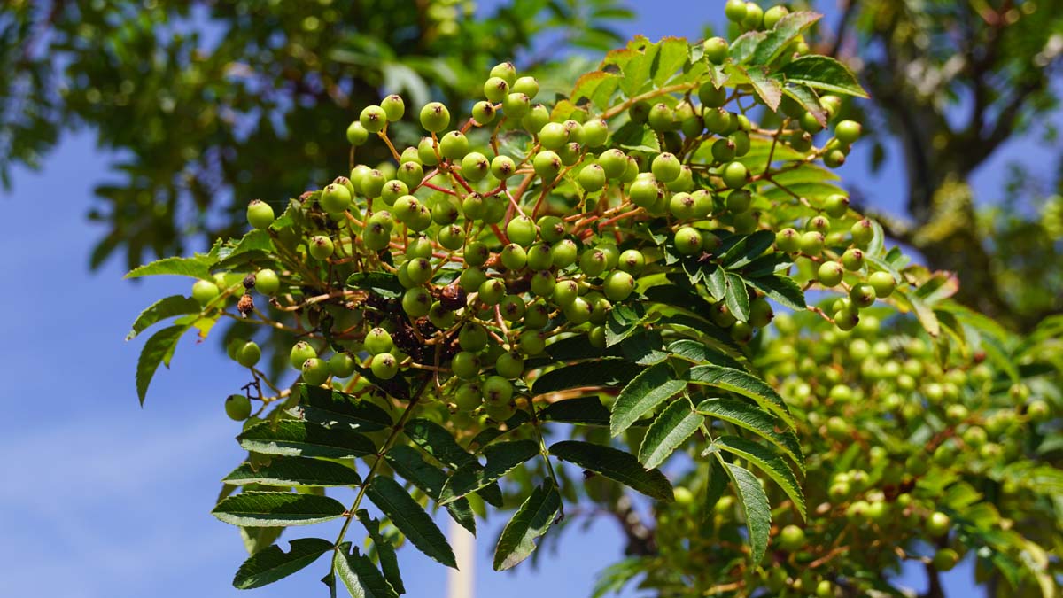 Sorbus 'Joseph Rock' Gartenpflanzen
