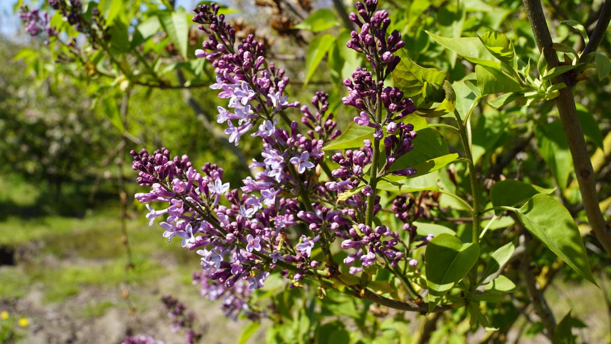 Syringa vulgaris