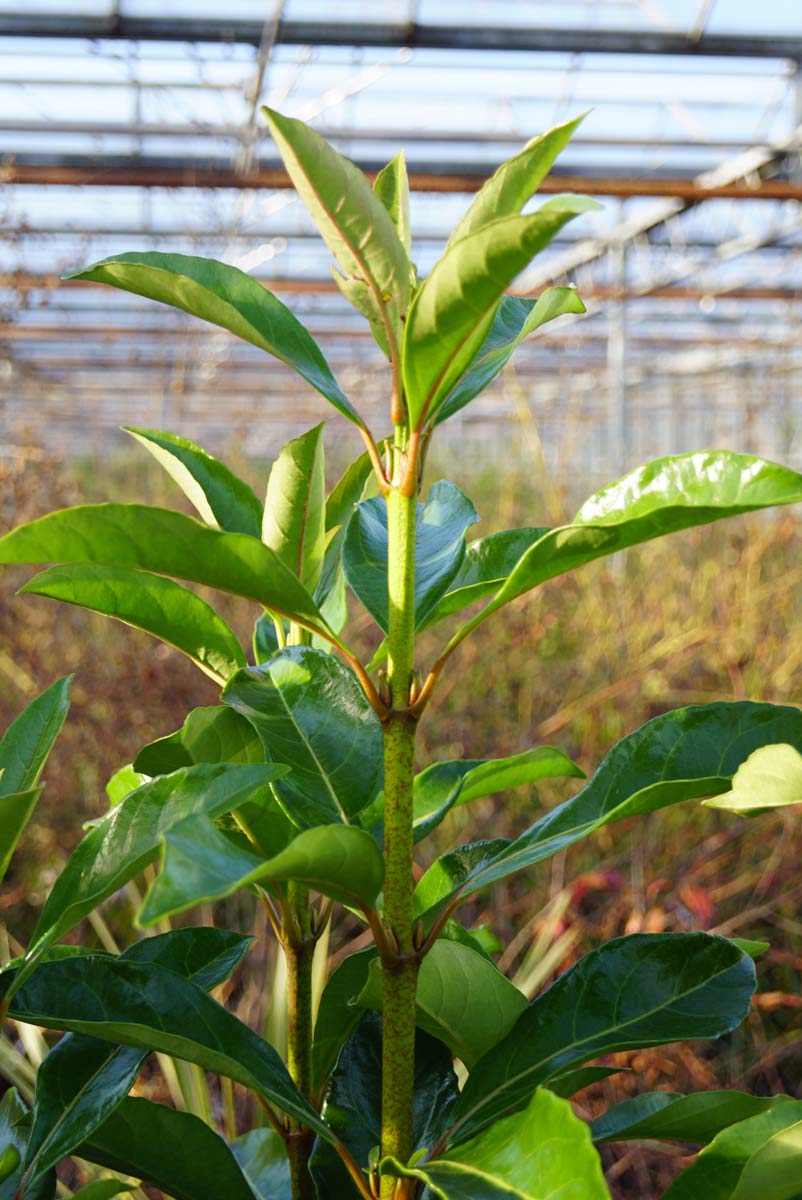 Viburnum odoratissimum awabuki Tuinplanten