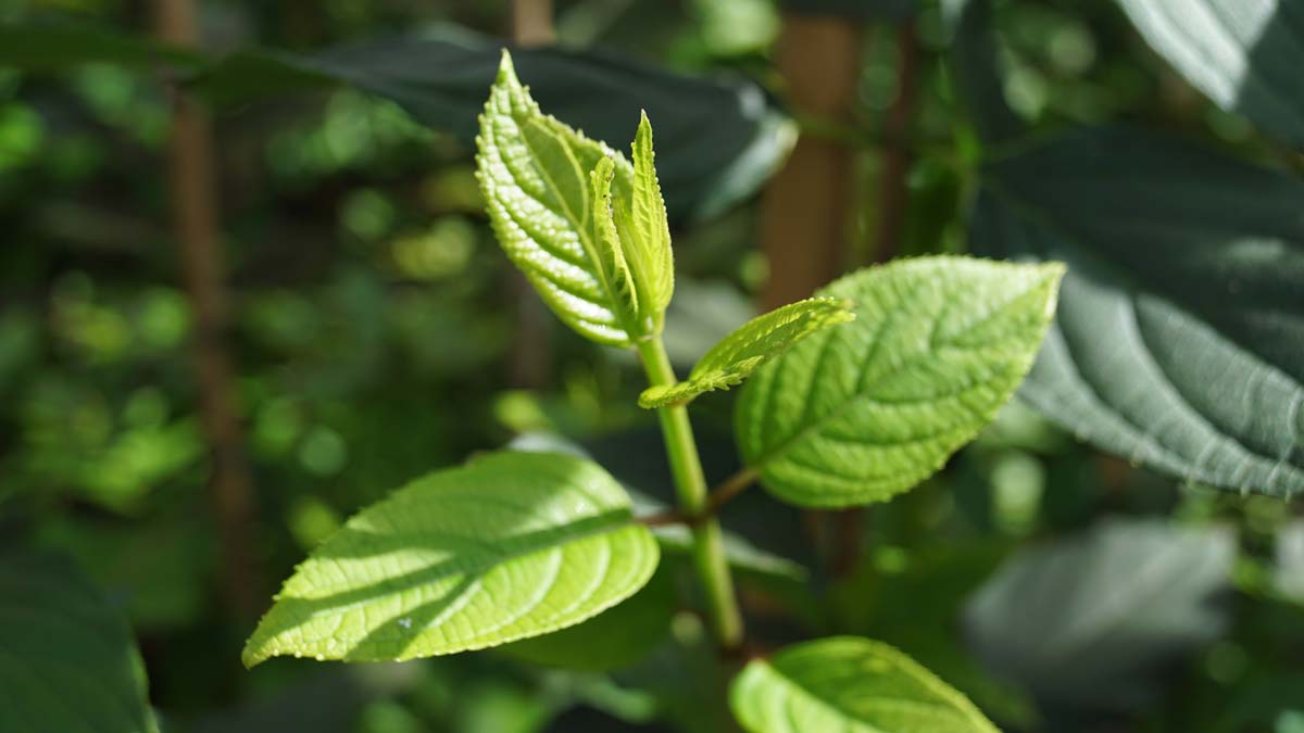 Hydrangea paniculata 'Papillon' Tuinplanten