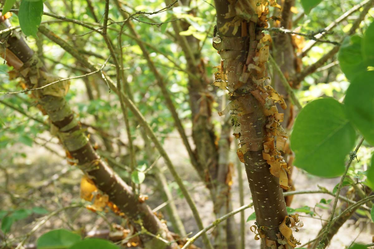 Syringa pekinensis 'China Snow' auf Stamm