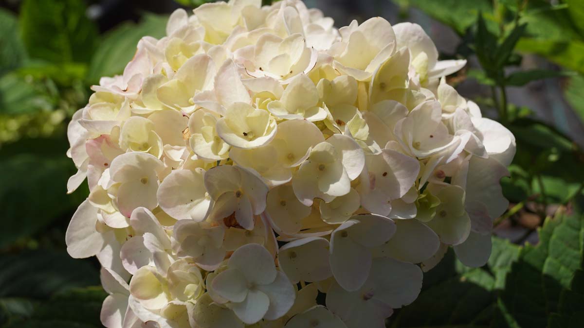 Hydrangea macrophylla 'The Bride'