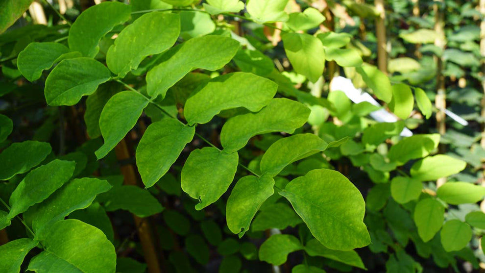 Robinia 'Purple Robe' op stam