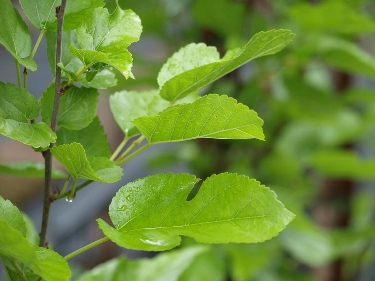 Morus alba 'Pyramidalis' Tuinplanten