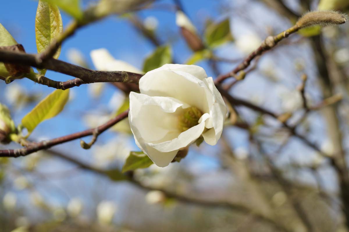 Magnolia kobus Tuinplanten