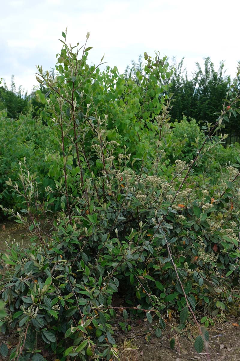 Cotoneaster lacteus meerstammig / struik