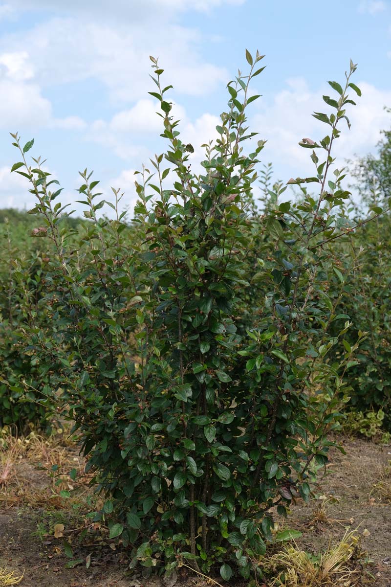 Cotoneaster lucidus Tuinplanten