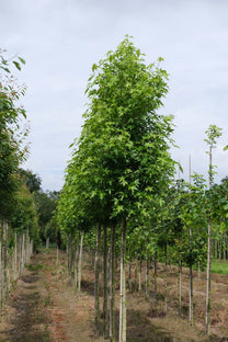 Liquidambar styraciflua 'Worplesdon' op stam