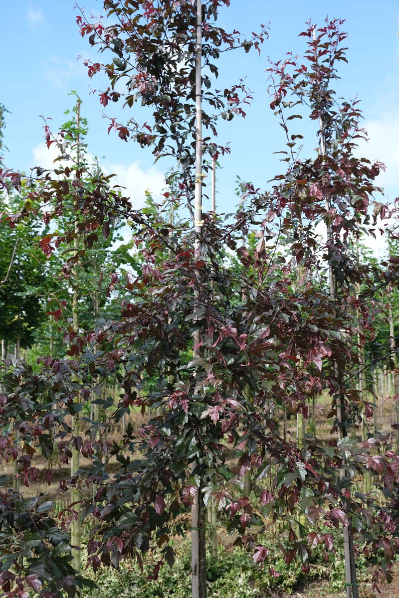 Malus toringo 'Freja' op stam