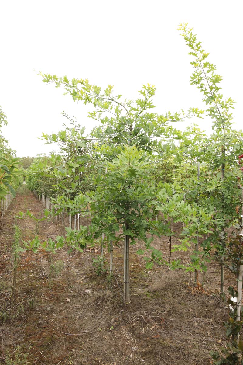 Quercus 'Mauri' op stam