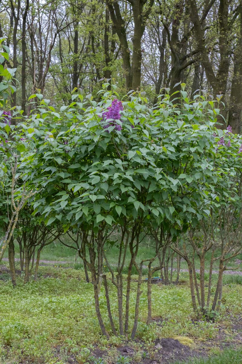 Syringa vulgaris 'Ruhm von Horstenstein' meerstammig / struik