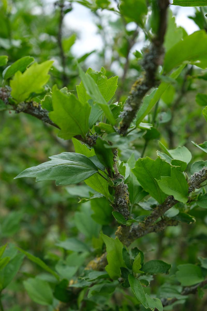 Hibiscus syriacus 'Flogi' Tuinplanten