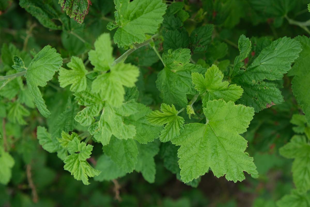 Ribes sanguineum Tuinplanten