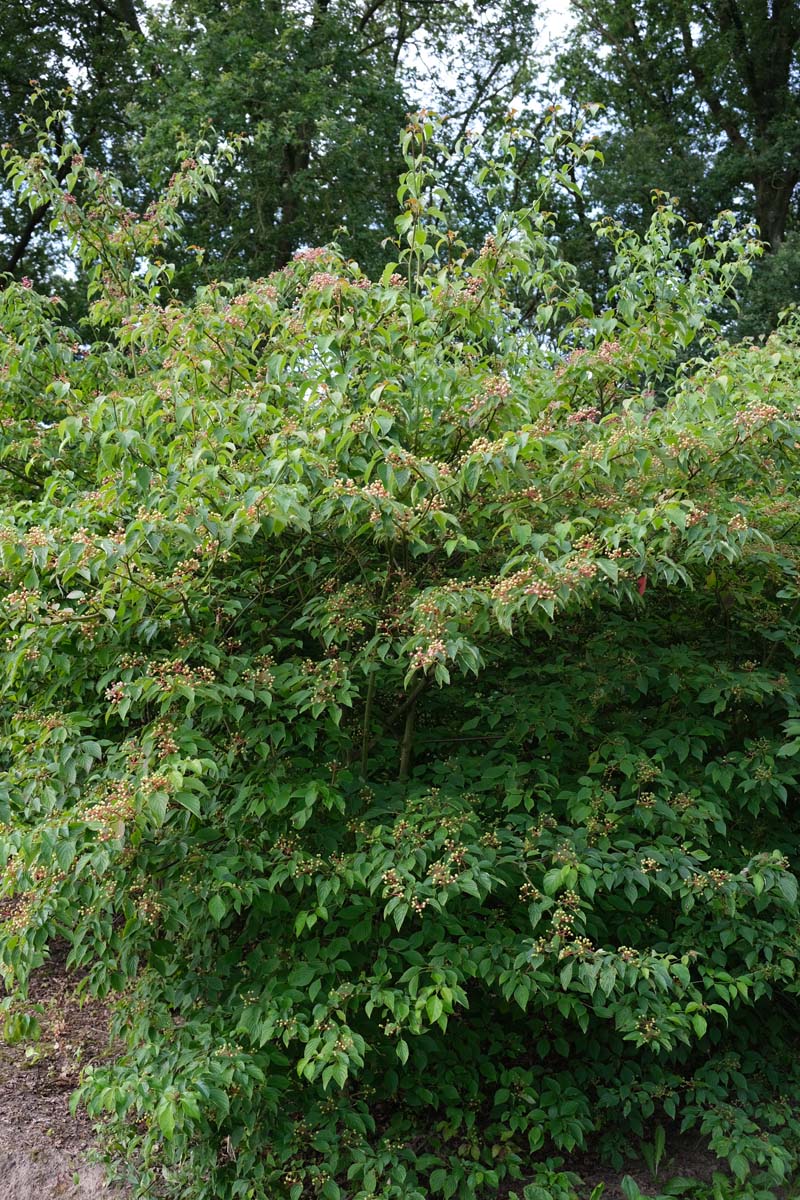 Cornus alternifolia meerstammig / struik