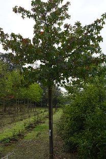 Liquidambar styraciflua 'Palo Alto' op stam