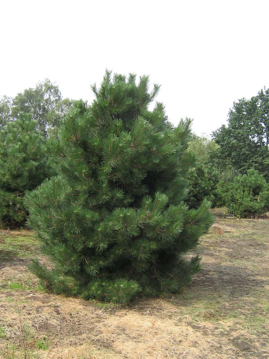 Pinus nigra solitair