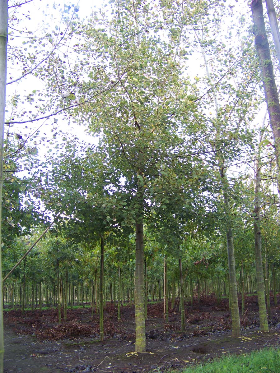Populus tremula op stam