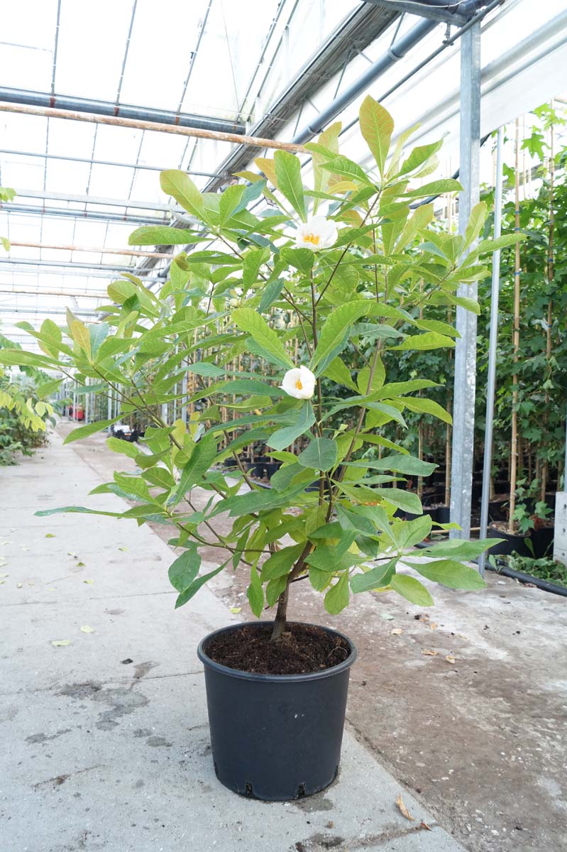 Franklinia alatamaha Gartenpflanzen