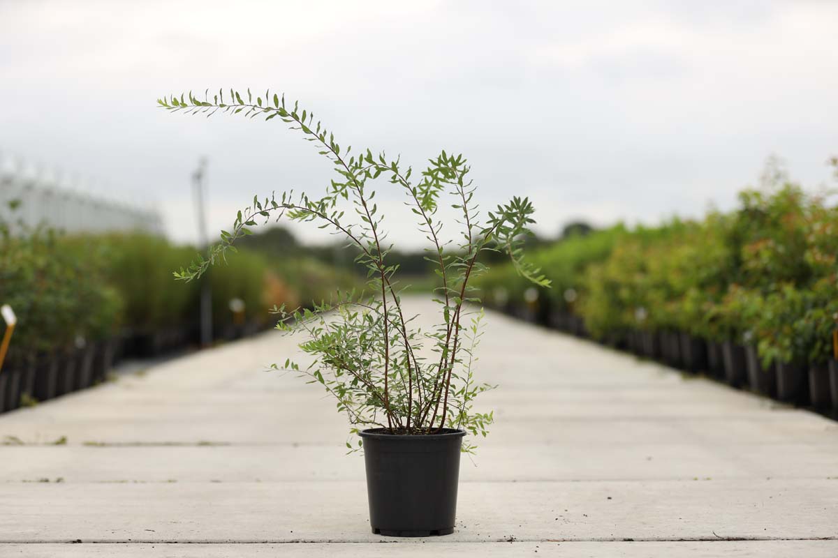 Spiraea cinerea 'Grefsheim' Tuinplanten