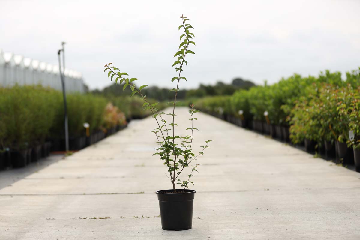 Syringa microphylla 'Superba' Tuinplanten