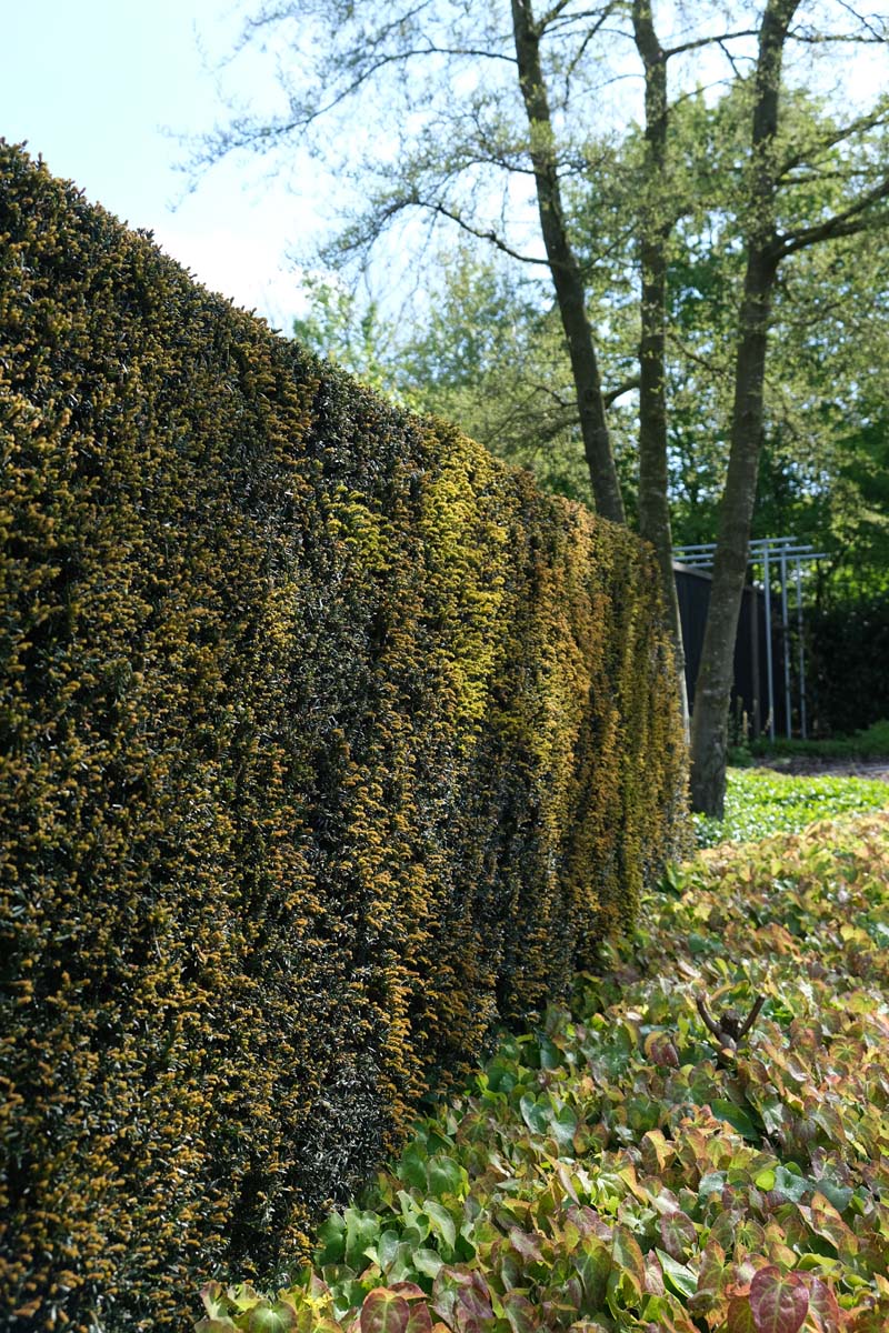 Taxus baccata haagplant