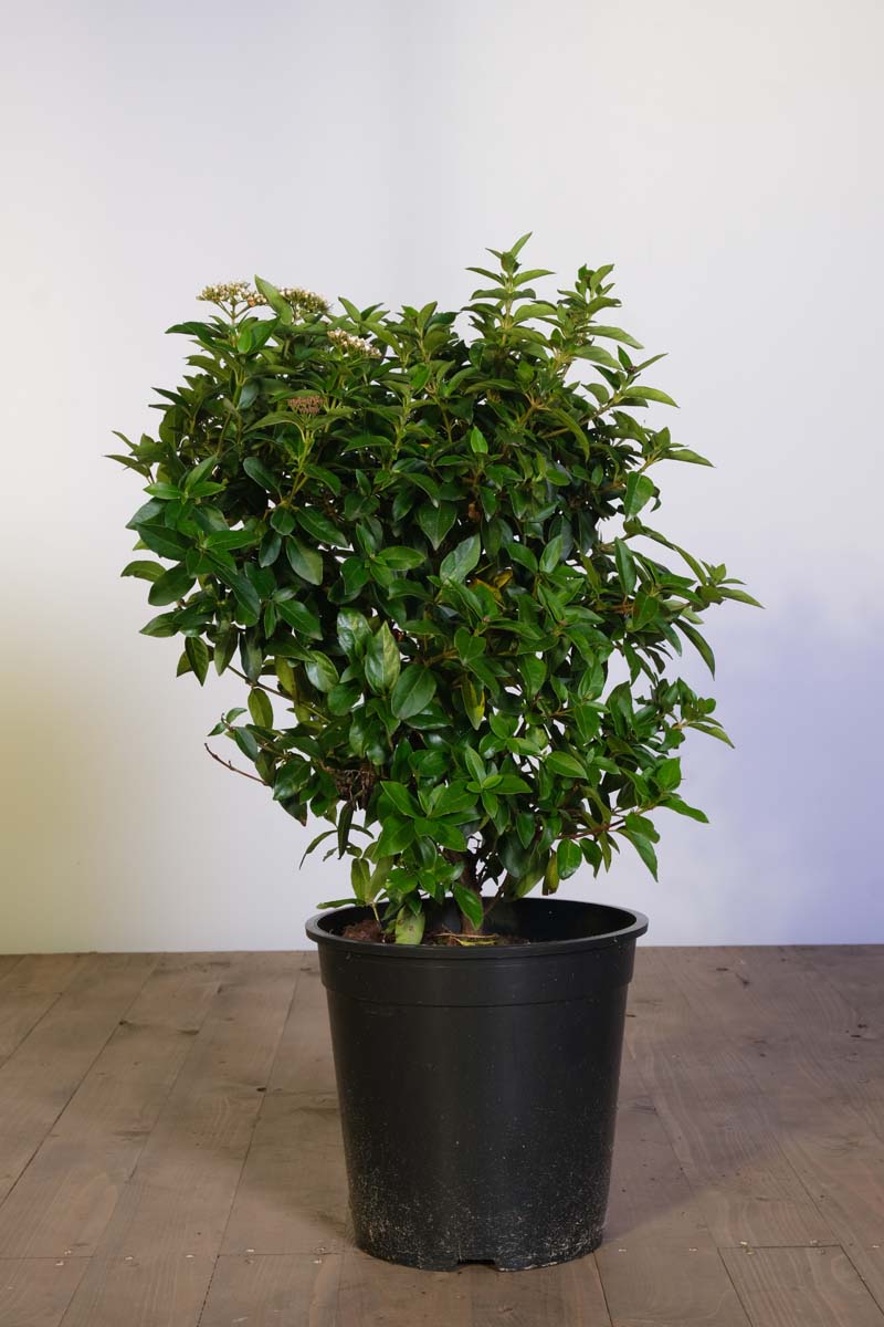 Viburnum tinus 'Eve Price' Tuinplanten