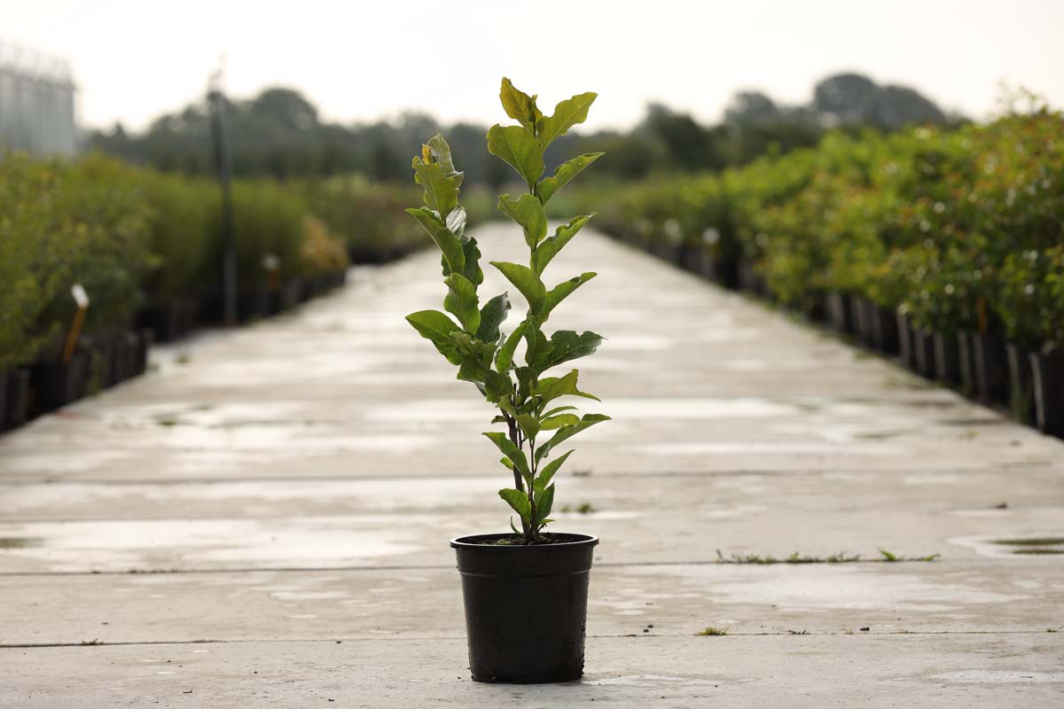 Magnolia 'Ricki' Gartenpflanzen
