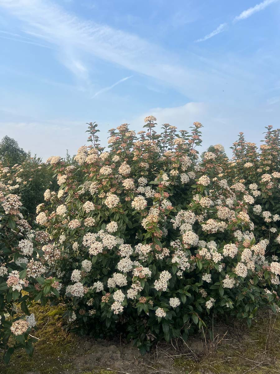 Viburnum tinus meerstammig / struik