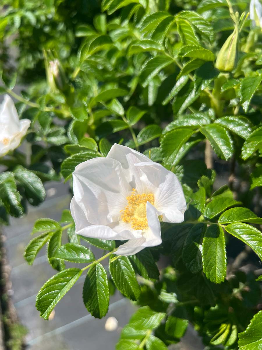 Rosa rugosa 'Alba' Tuinplanten