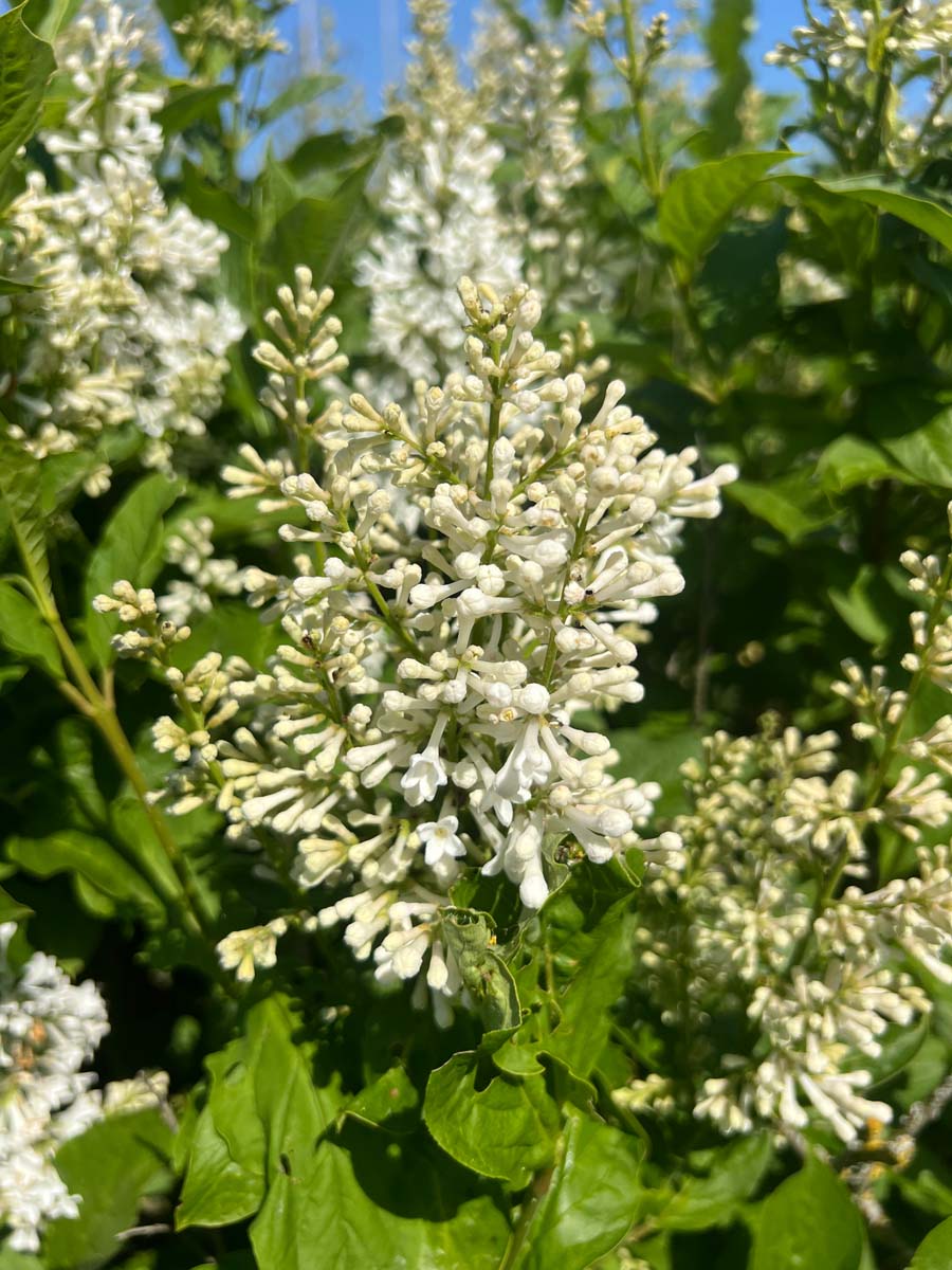 Syringa henryi 'Tammelan Kaunotar' Tuinplanten