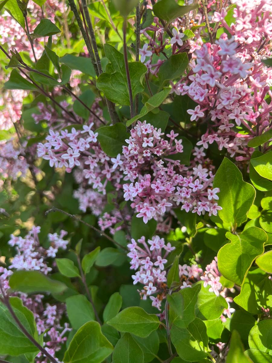 Syringa 'Pink Perfume' Tuinplanten
