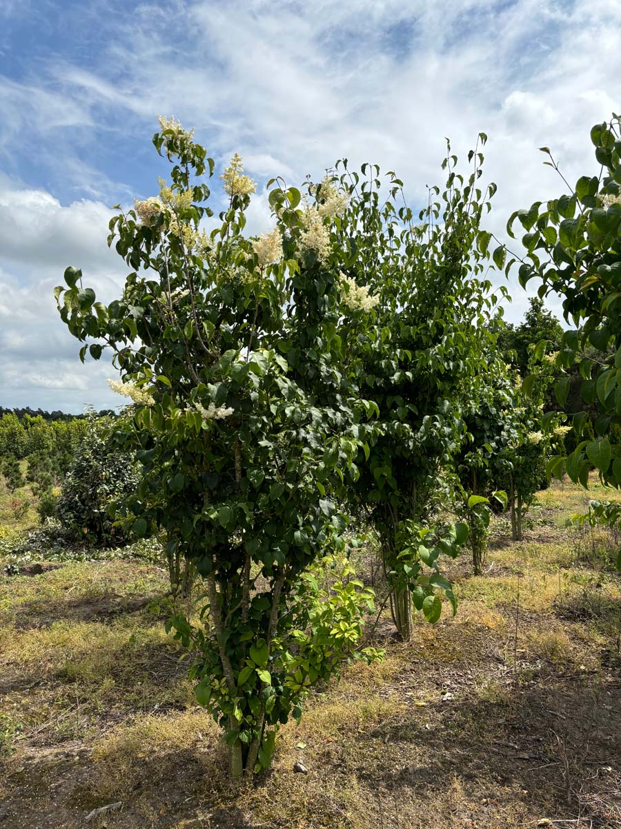 Syringa reticulata 'Ivory Silk' meerstammig / struik