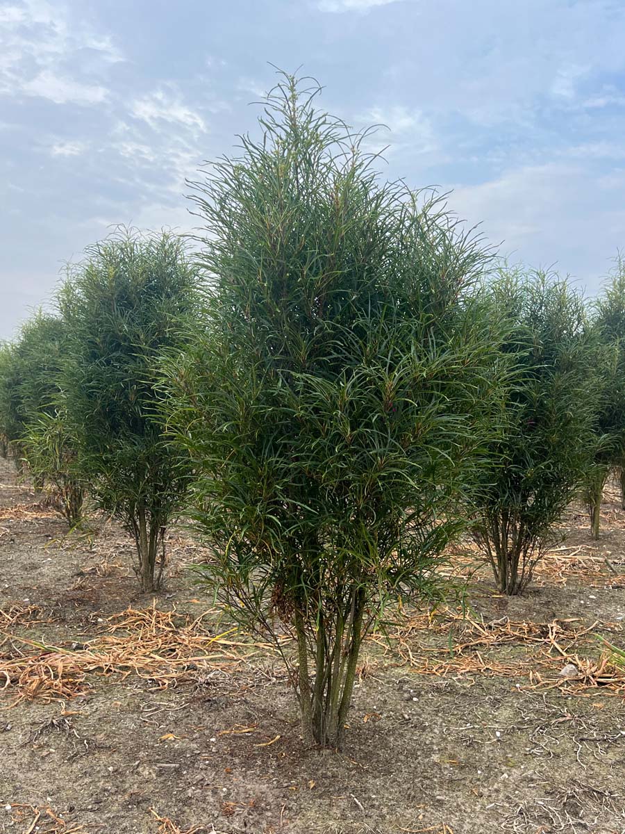 Frangula alnus 'Ron Williams' meerstammig / struik