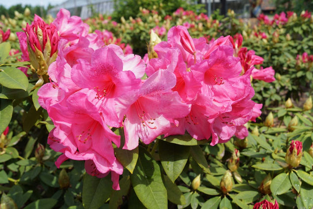 Rhododendron 'Anna Rose Whitney'