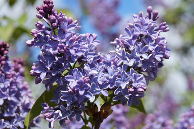 Syringa vulgaris 'President Lincoln'