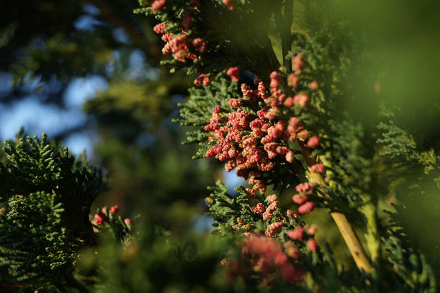 Chamaecyparis lawsoniana 'Wisselii'