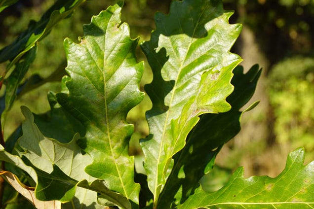 Quercus warei 'Nadler'