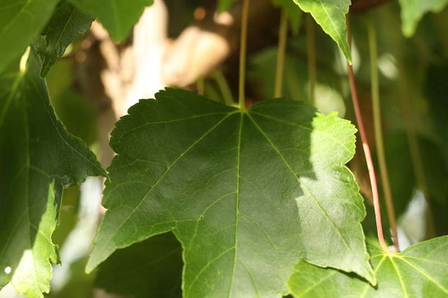 Acer rubrum 'Brandywine'