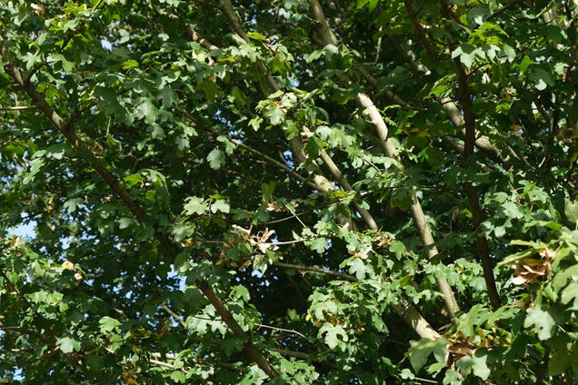 Acer campestre 'Royal Ruby'