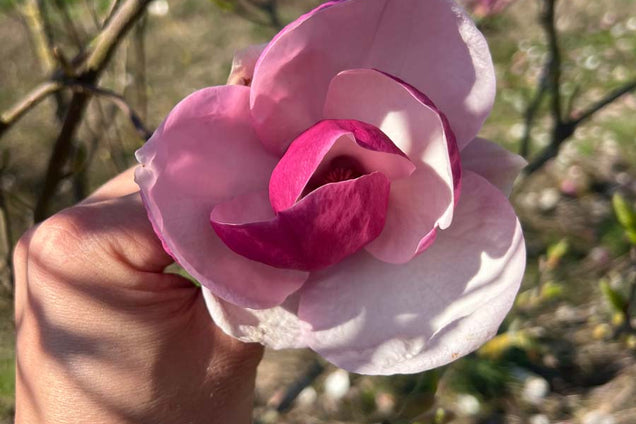 Magnolia soulangeana 'Rustica Rubra'
