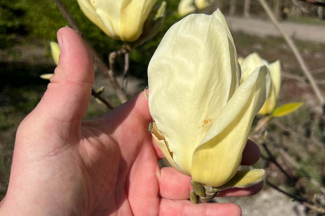 Magnolia 'Yellow Fever'