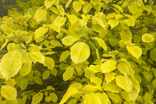 Cornus controversa 'Candlelight'