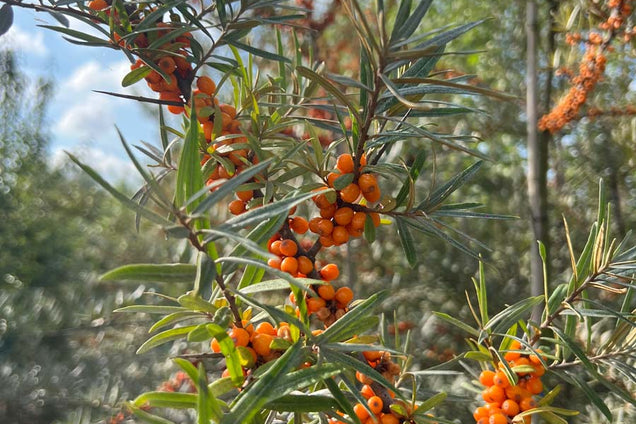 Hippophae rhamnoides